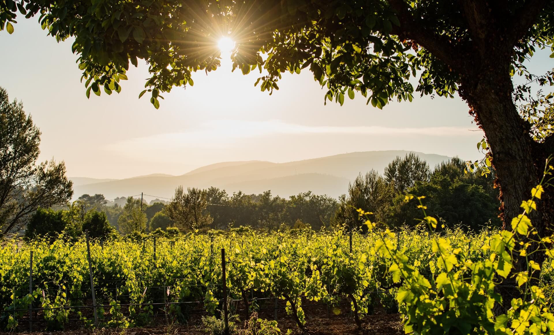 Coteaux Varois en Provence - Bastide Blacailloux